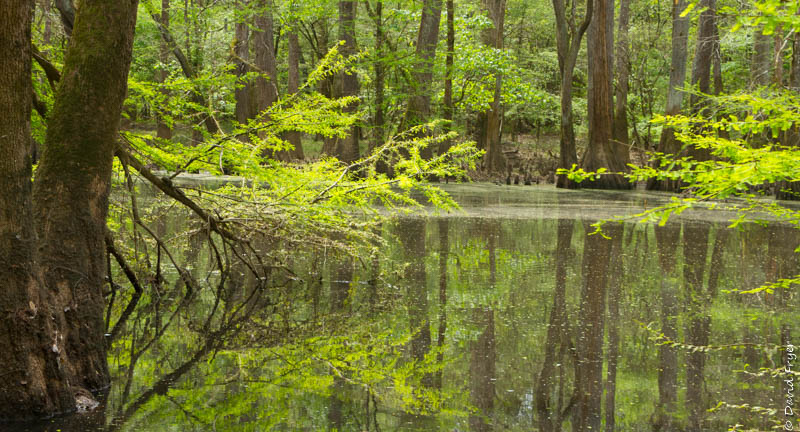 Snakes in the Plain – Congaree National Park – Piddlin' Around