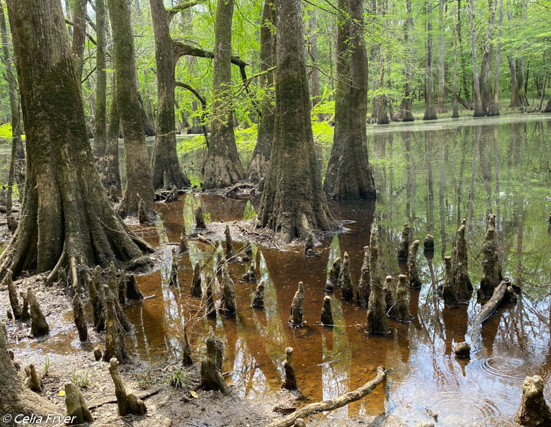 Snakes in the Plain – Congaree National Park – Piddlin' Around